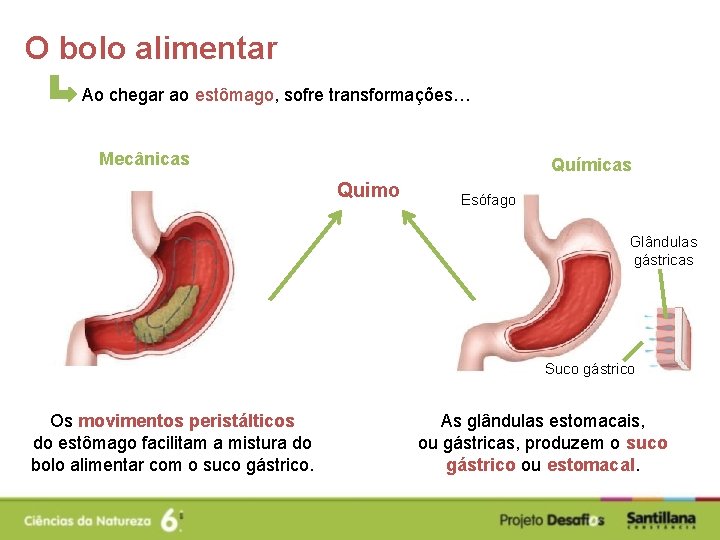 Sistema digestivo O sistema digestivo composto pelo tubo