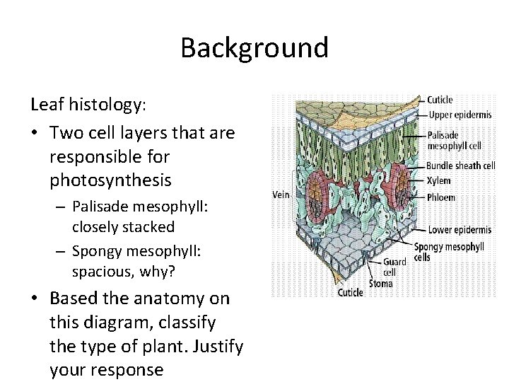 Photosynthesis Lab Background How can we measure the