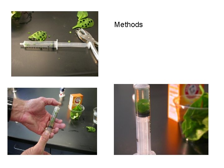 Photosynthesis Lab Background How can we measure the