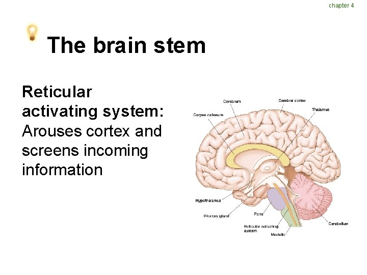 The Nervous System Neurons Nerves the Brain and