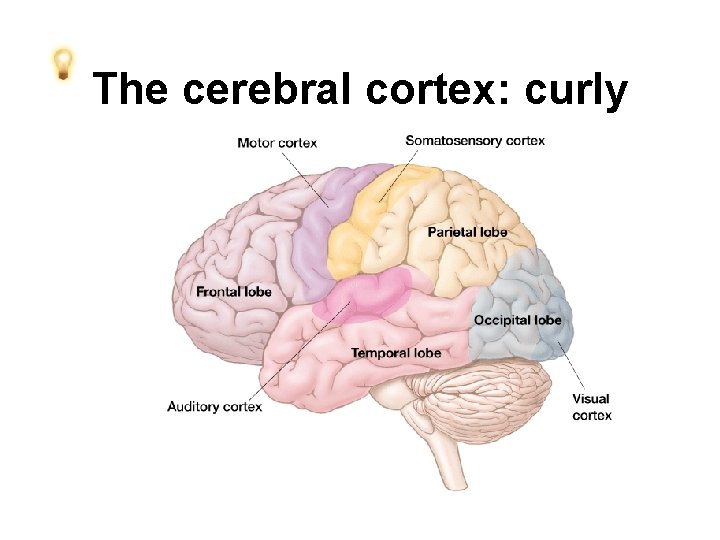 The Nervous System Neurons Nerves the Brain and