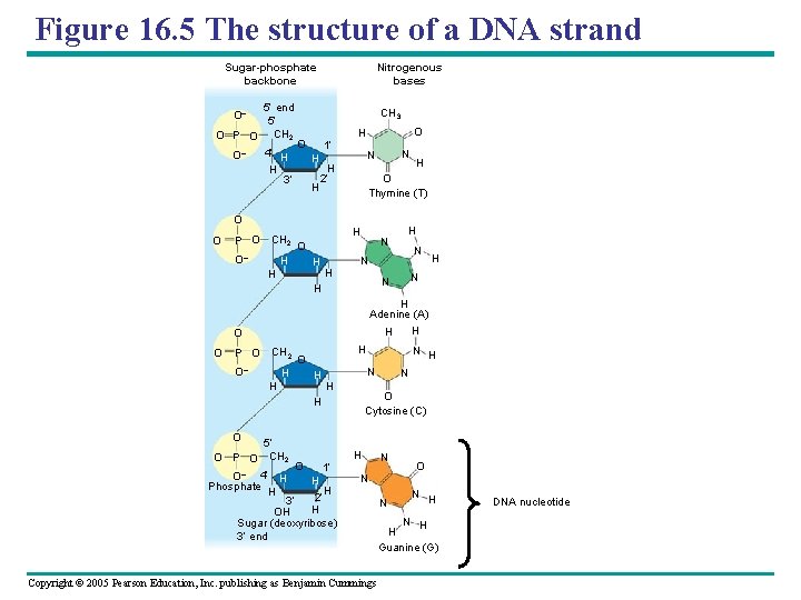 Chapter 16 The Molecular Basis of Inheritance Power