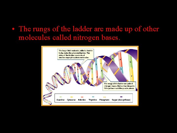 ACOS 10 Identify differences between deoxyribonucleic acid DNA