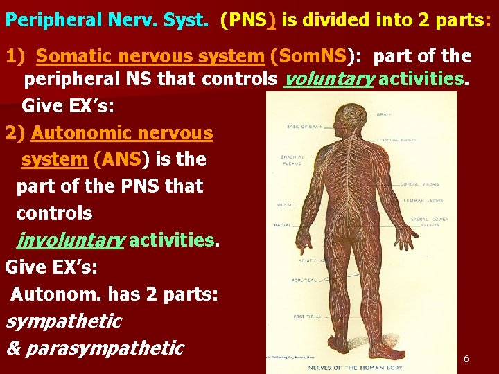 Chapter 6 Neurobiology Heredity Physiological Psychology 1 Ch