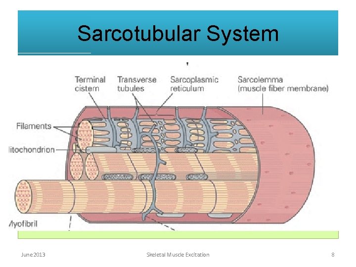Skeletal Muscle Excitation Prof K Sivapalan Muscle Types