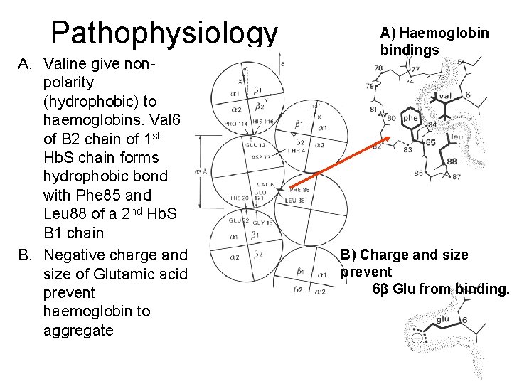 Haemoglobinopathies Haemoglobinopathies Inherited disorders of Hb ...