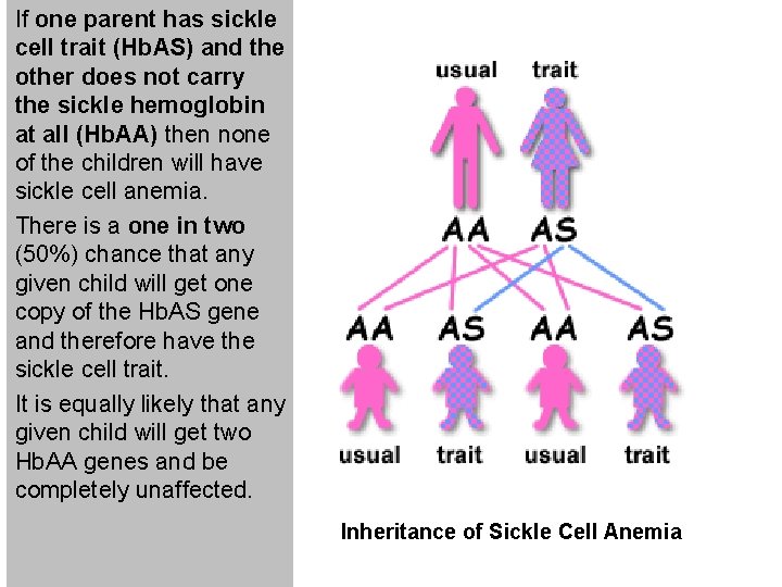 Haemoglobinopathies Haemoglobinopathies Inherited disorders of Hb ...