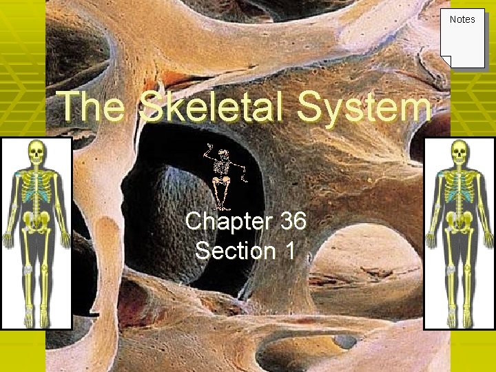 Notes The Skeletal System Chapter 36 Section 1