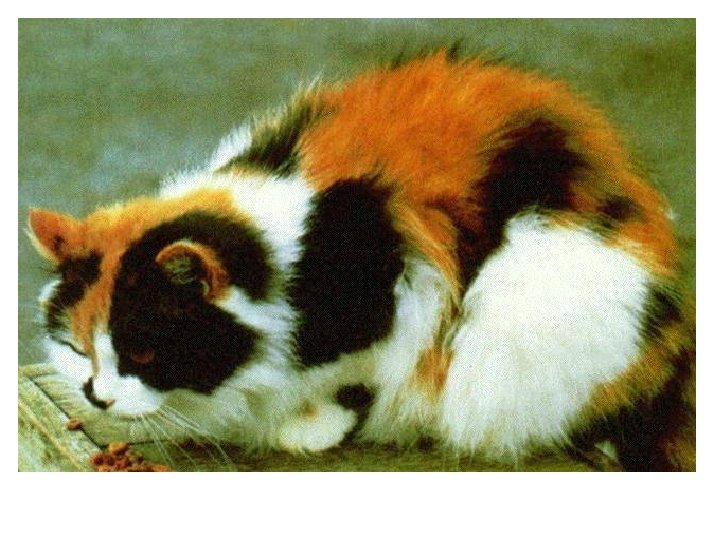 Advanced Genetics Hypertrichosis Women have twice the number