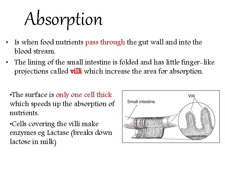 Digestion Breakdown of large insoluble food molecules into