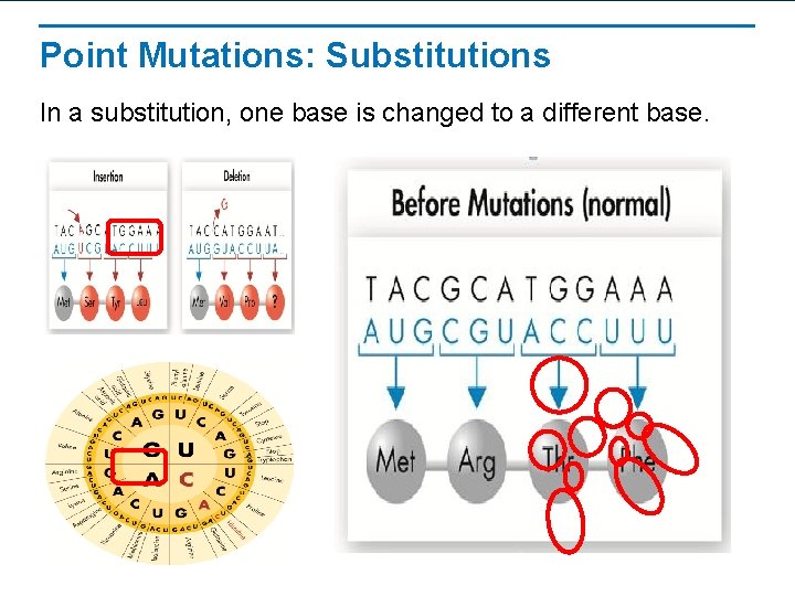 Mutations Learning Objectives Describe how mutations change genetic
