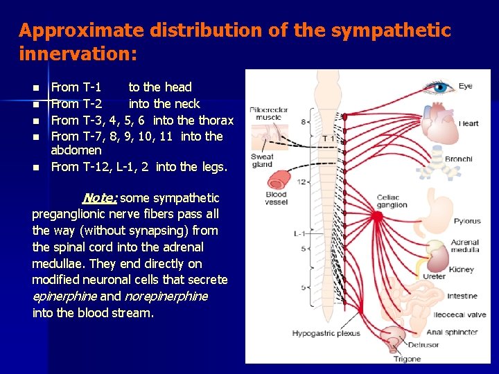 AUTONOMIC NERVOUS SYSTEM The autonomic system controls the