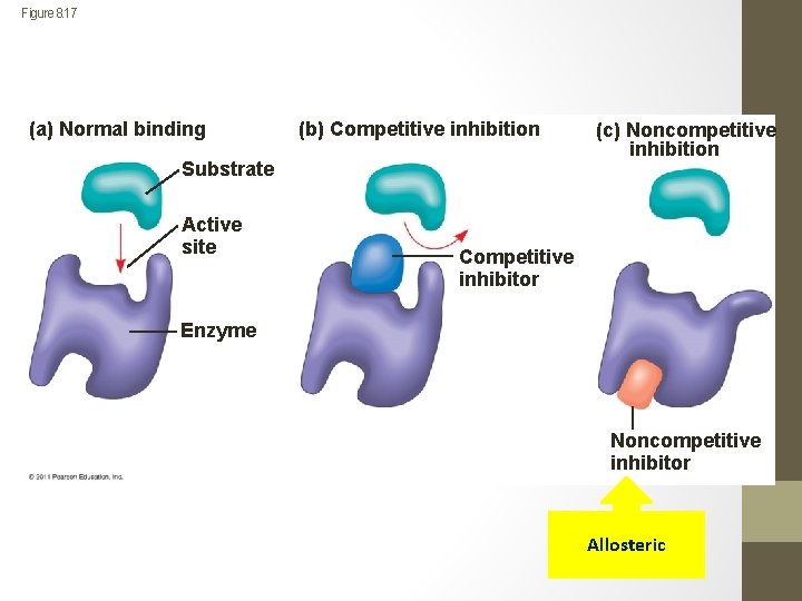 Metabolic Pathways A metabolic pathway begins with a