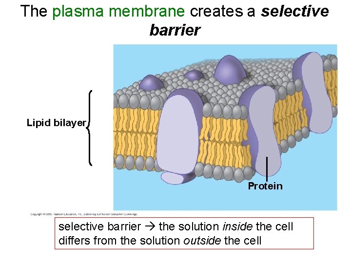 The Plant Cell Chapter 2 Robert Hooke a