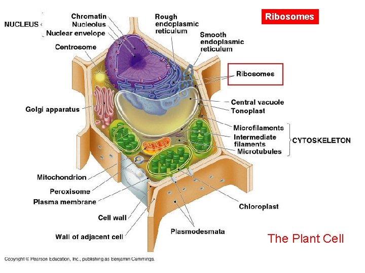 The Plant Cell Chapter 2 Robert Hooke a