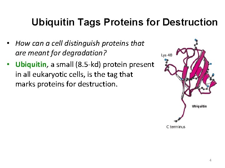 Protein Metabolism Denotes the various biochemical processes responsible