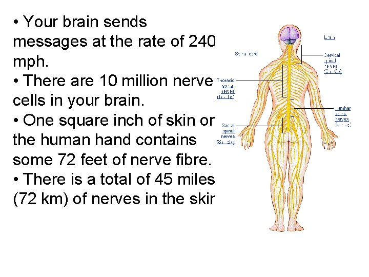 Revelation of nature Your brain sends messages at