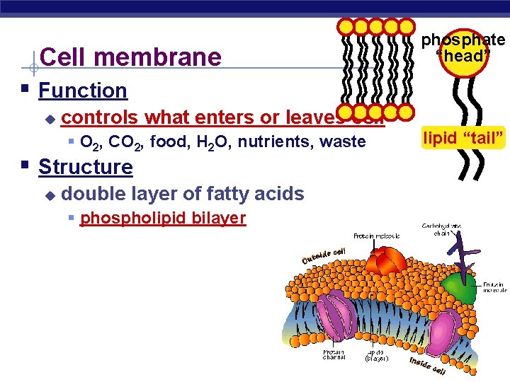Cells Cell Organelles AP Biology 2009 2010 Types
