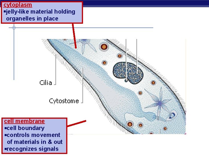 Cells Cell Organelles AP Biology 2009 2010 Types