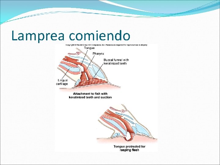 Phylum Chordata Subphylum Vertebrata Clase Cephalaspidomorphi Cuerpo ...