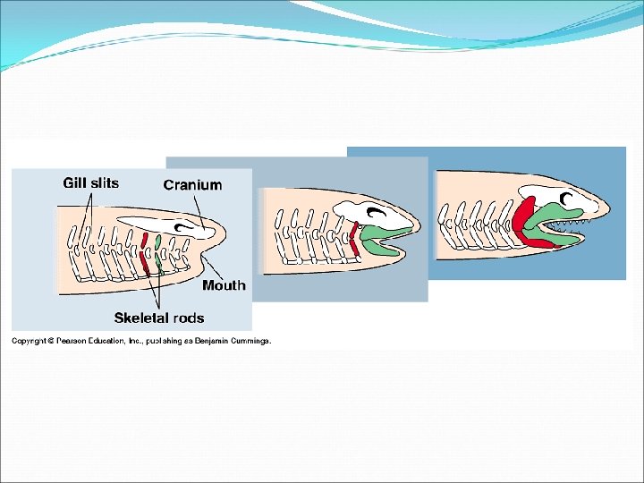 Phylum Chordata Subphylum Vertebrata Clase Cephalaspidomorphi Cuerpo ...