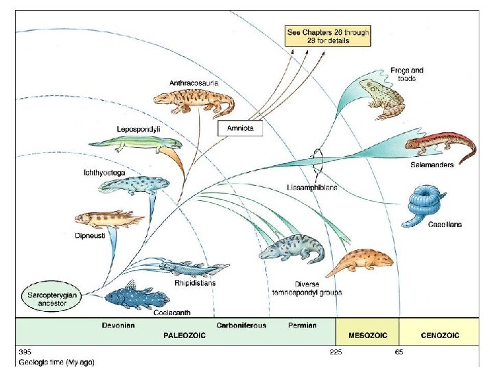 Class Amphibia The Tetrapods Moving Ashore Transitional Forms