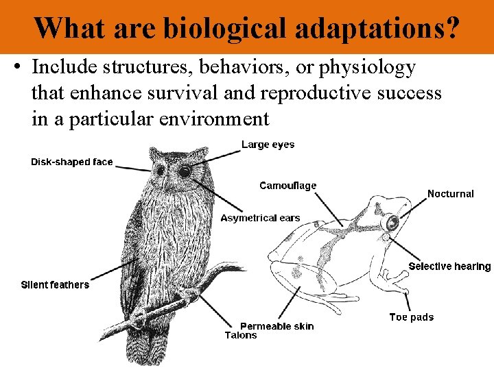 Plate Tectonics and the Evolution of Organisms Create