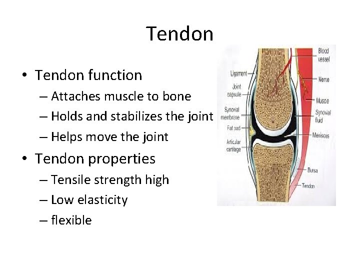 Synovial joint Movement Constraints properties and deformation Hydraulics