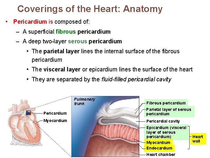 Power Point Lecture Slides prepared by Barbara Heard