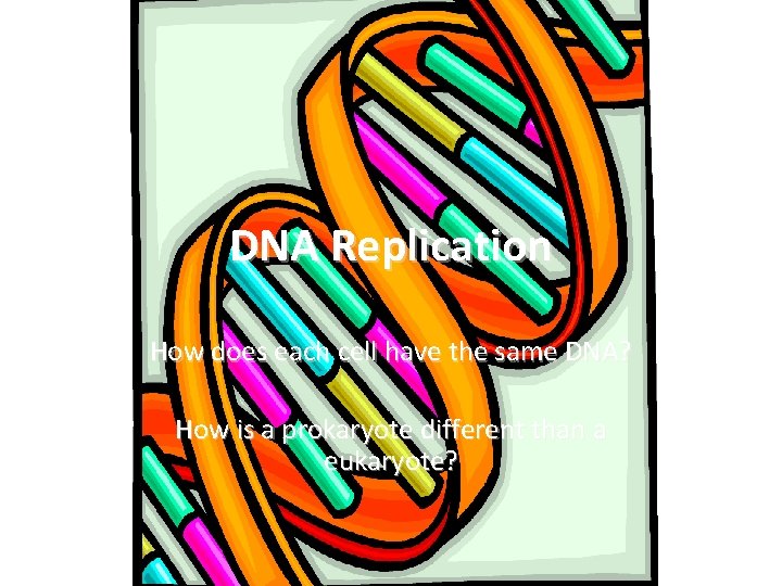 DNA Replication How does each cell have the