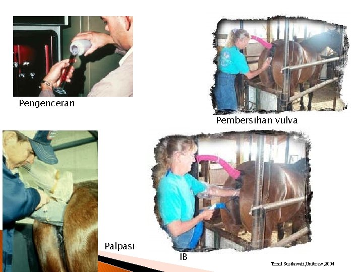 MATERI 7 Teknik IB pada Berbagai Ternak MK