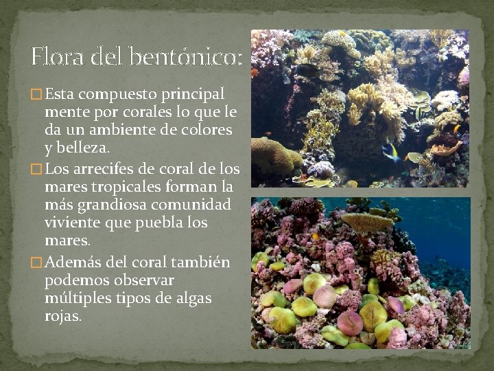 El Bentnico lvaro Domnguez Medina Dorian Jimnez Array