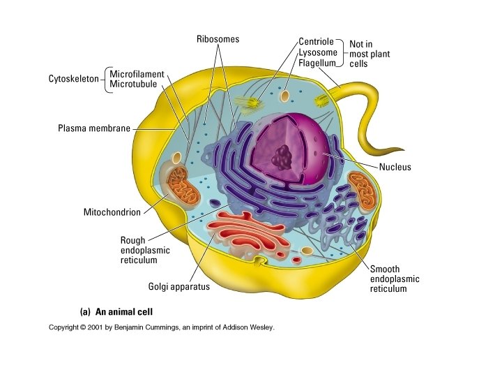 Cell Structure and Function Chapter 7 Prior Knowledge
