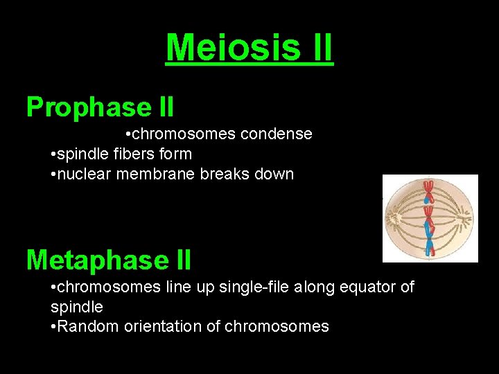 MEIOSIS Meiosis is required for Sexual Reproduction Vocabulary