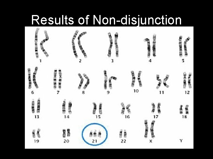 MEIOSIS Meiosis is required for Sexual Reproduction Vocabulary