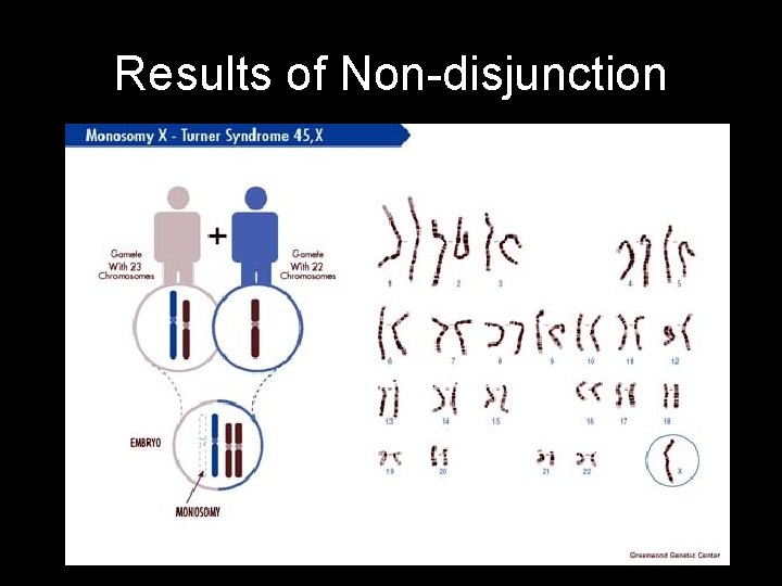 MEIOSIS Meiosis is required for Sexual Reproduction Vocabulary