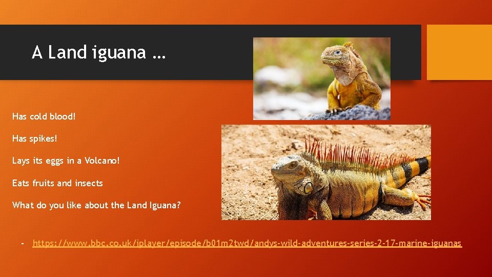 Animals of the Galapagos Islands Fact file activities