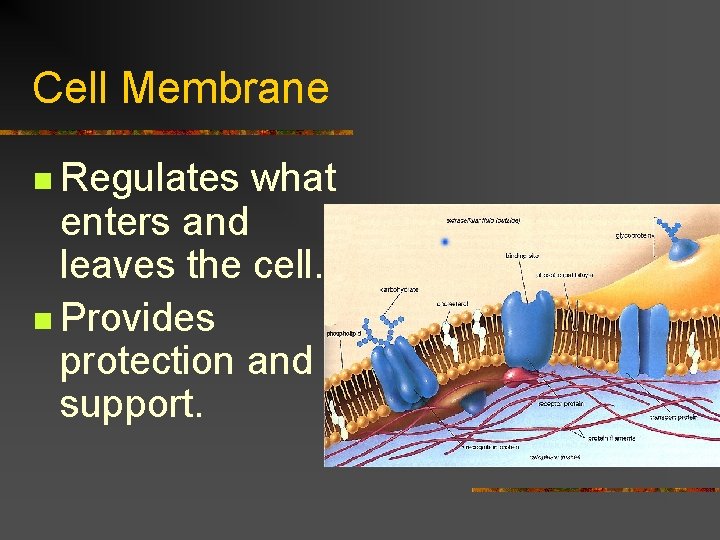 Chapter 7 Section 3 Cell Boundaries Cell Membrane