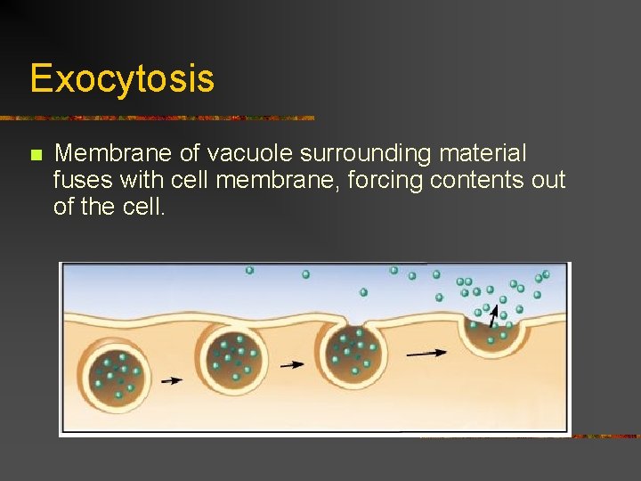 Chapter 7 Section 3 Cell Boundaries Cell Membrane
