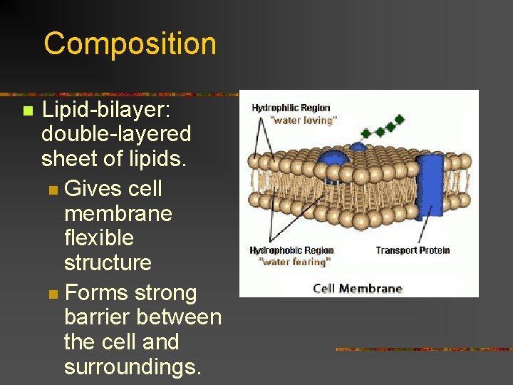 Chapter 7 Section 3 Cell Boundaries Cell Membrane