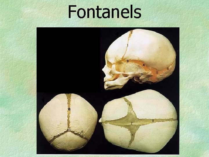 Lab 5 The Appendicular Skeleton Fetal Skeleton the