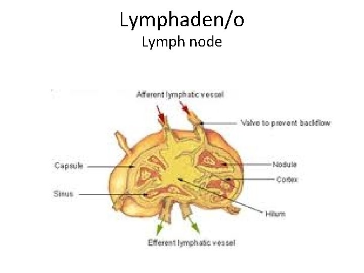 The blood lymphatic system Immune system Medical Terminology