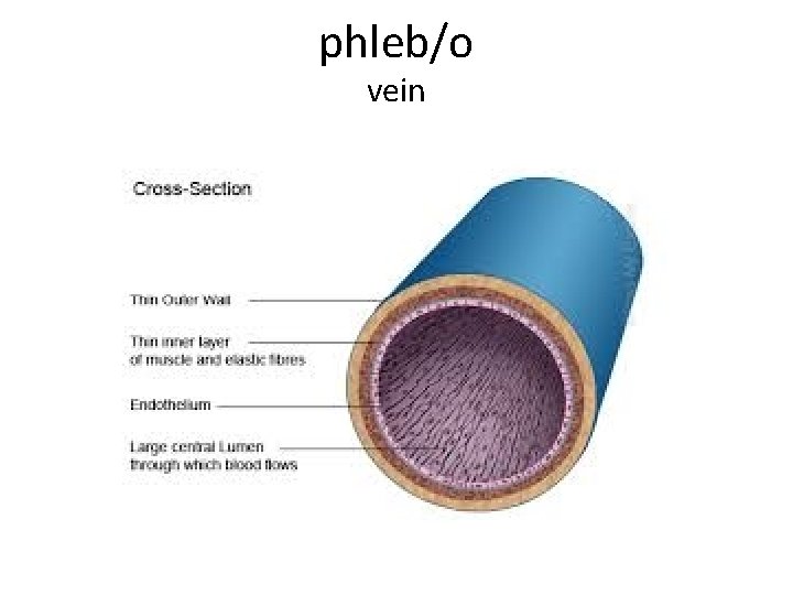 The blood lymphatic system Immune system Medical Terminology