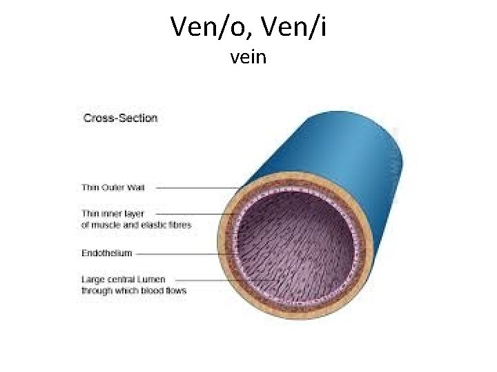 The blood lymphatic system Immune system Medical Terminology