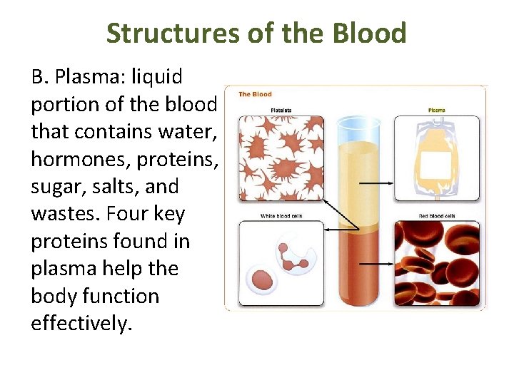 The blood lymphatic system Immune system Medical Terminology