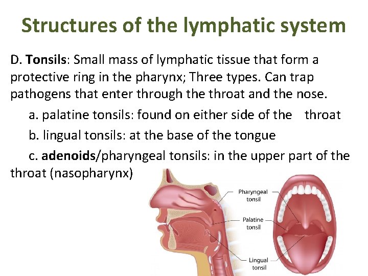 The blood lymphatic system Immune system Medical Terminology