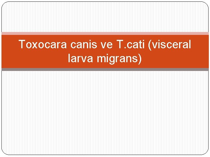 Toxocara canis ve T cati visceral larva migrans