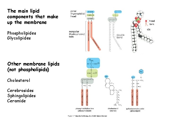 Cell membrane Structure and Functions Dr habil Khidai