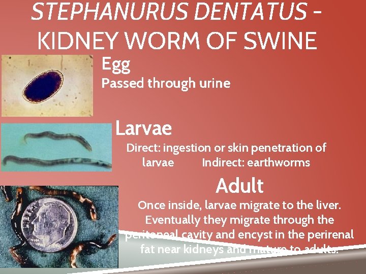 PARASITES CRITTERS IN OR CRITTERS PARASITES SO WHAT