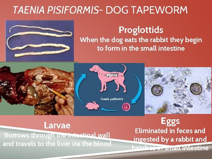 PARASITES CRITTERS IN OR CRITTERS PARASITES SO WHAT